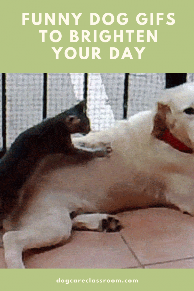 10 Funniest Animated Dog Gifs You Have To See To Believe – Dog Care ...