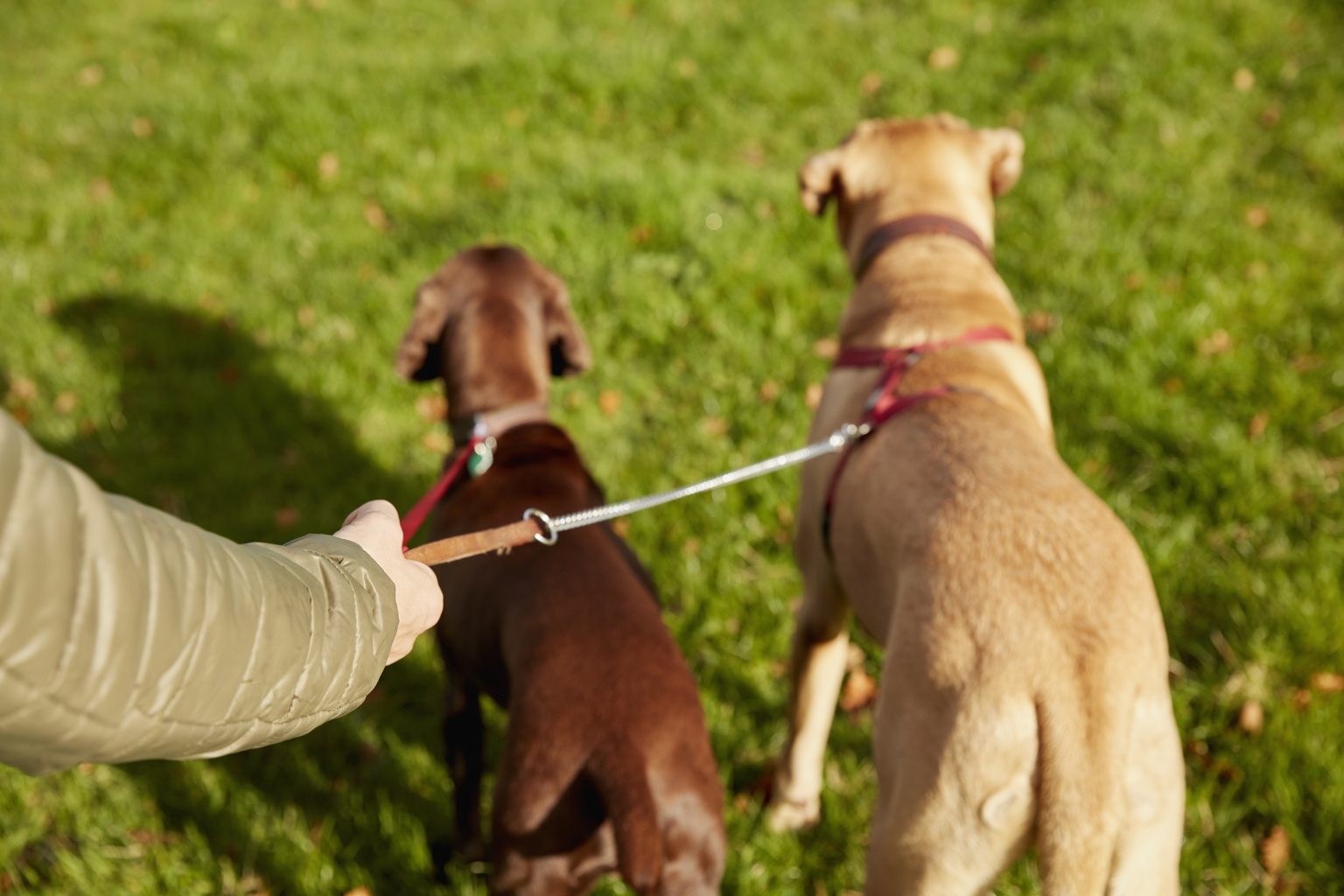 Dog Health Issues By Breed See What You Can Expect Dog Care Classroom Dog Health Issues By Breed See What You Can Expect Dog Care Classroom